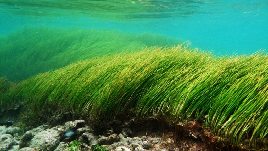 Tapping into plants’ water-saving potential - Asian Water